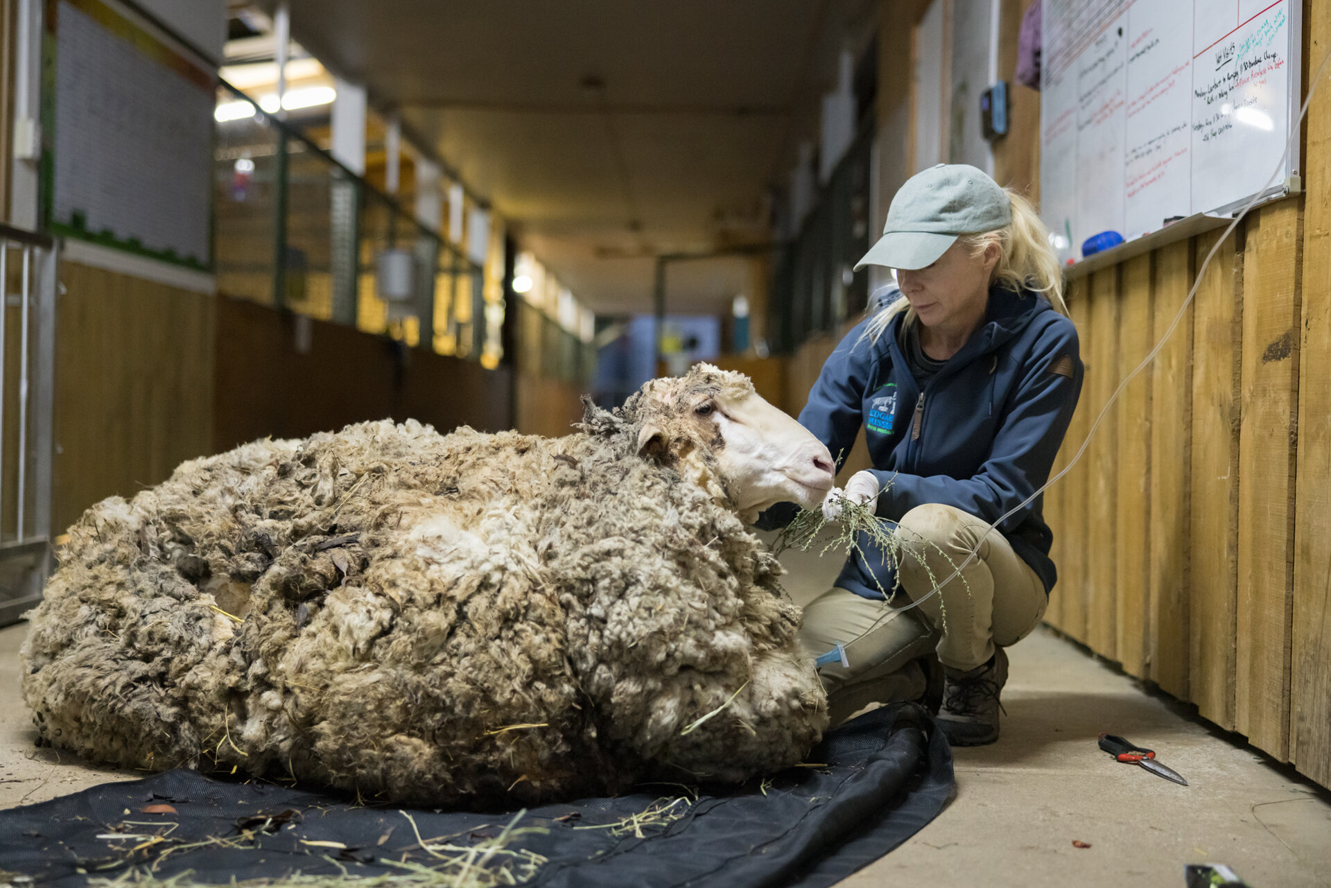 Edgar's Mission Lancefield rescues overgrown sheep - The North Central ...