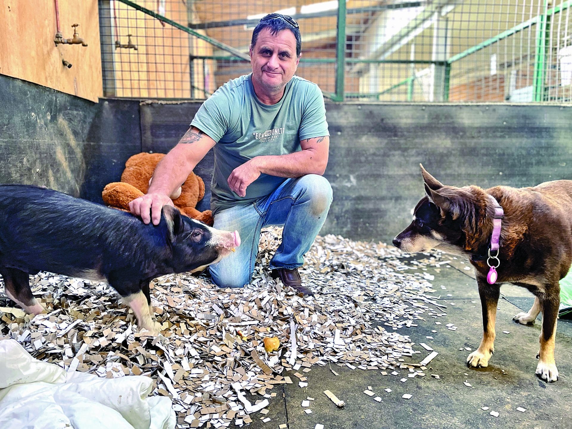 Pig's Life Turns Around At Edgar's Mission Sanctuary - The North ...