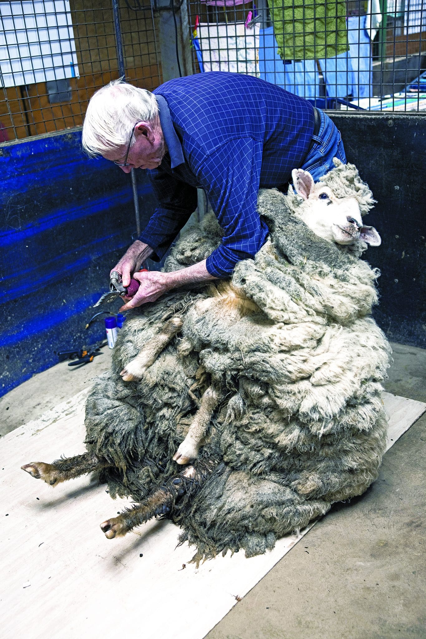 Edgar's Mission rescues sheep with 26 kilograms of wool - The North ...