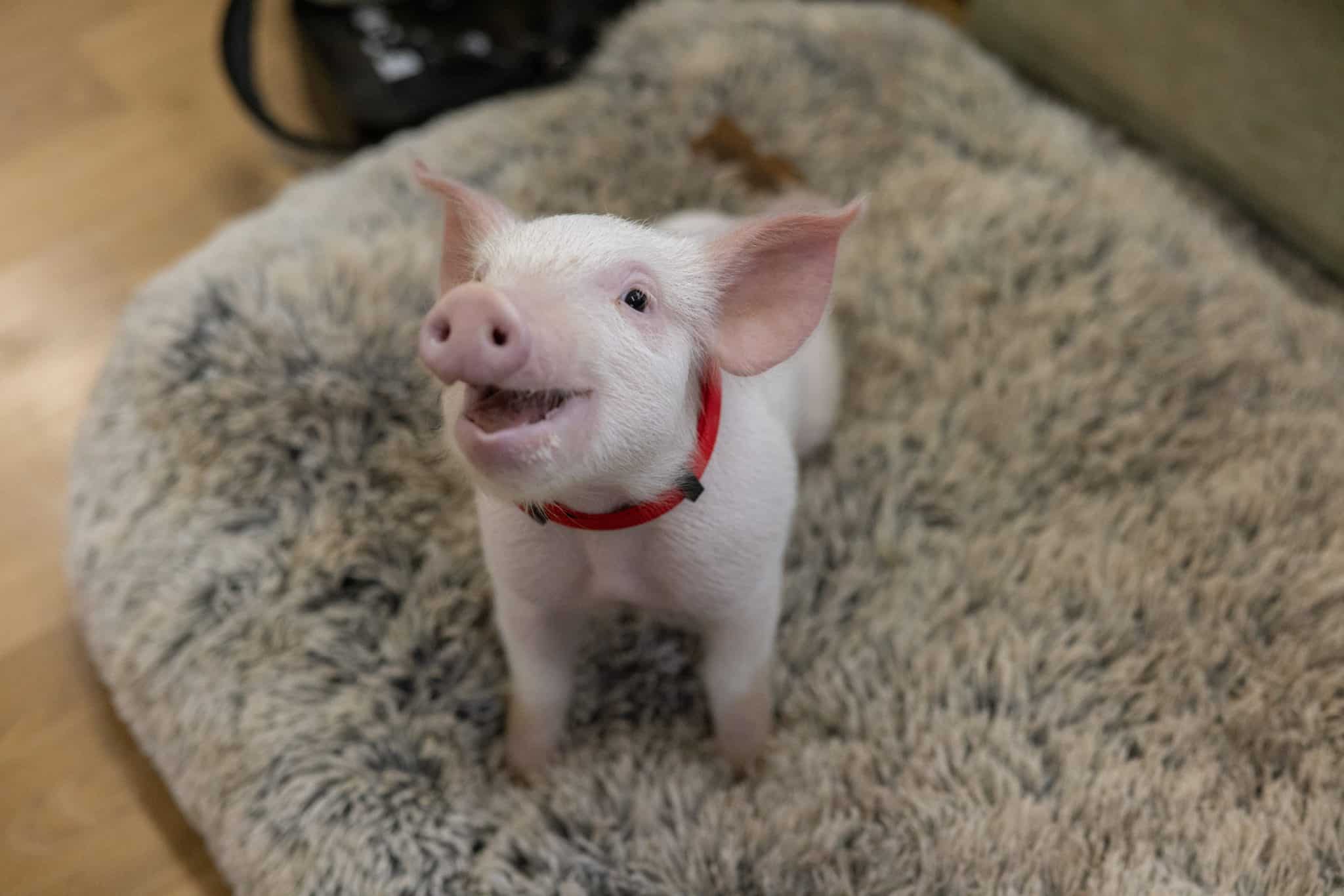 Lancefield piglet makes her TV debut - The North Central Review