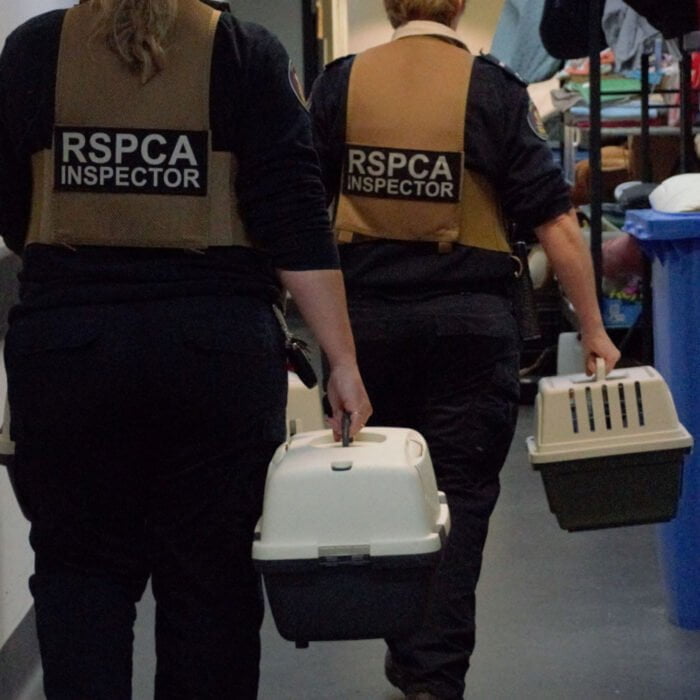 RSPCA Save 28 Cats And Dog From ‘deplorable’ Living Conditions - The ...